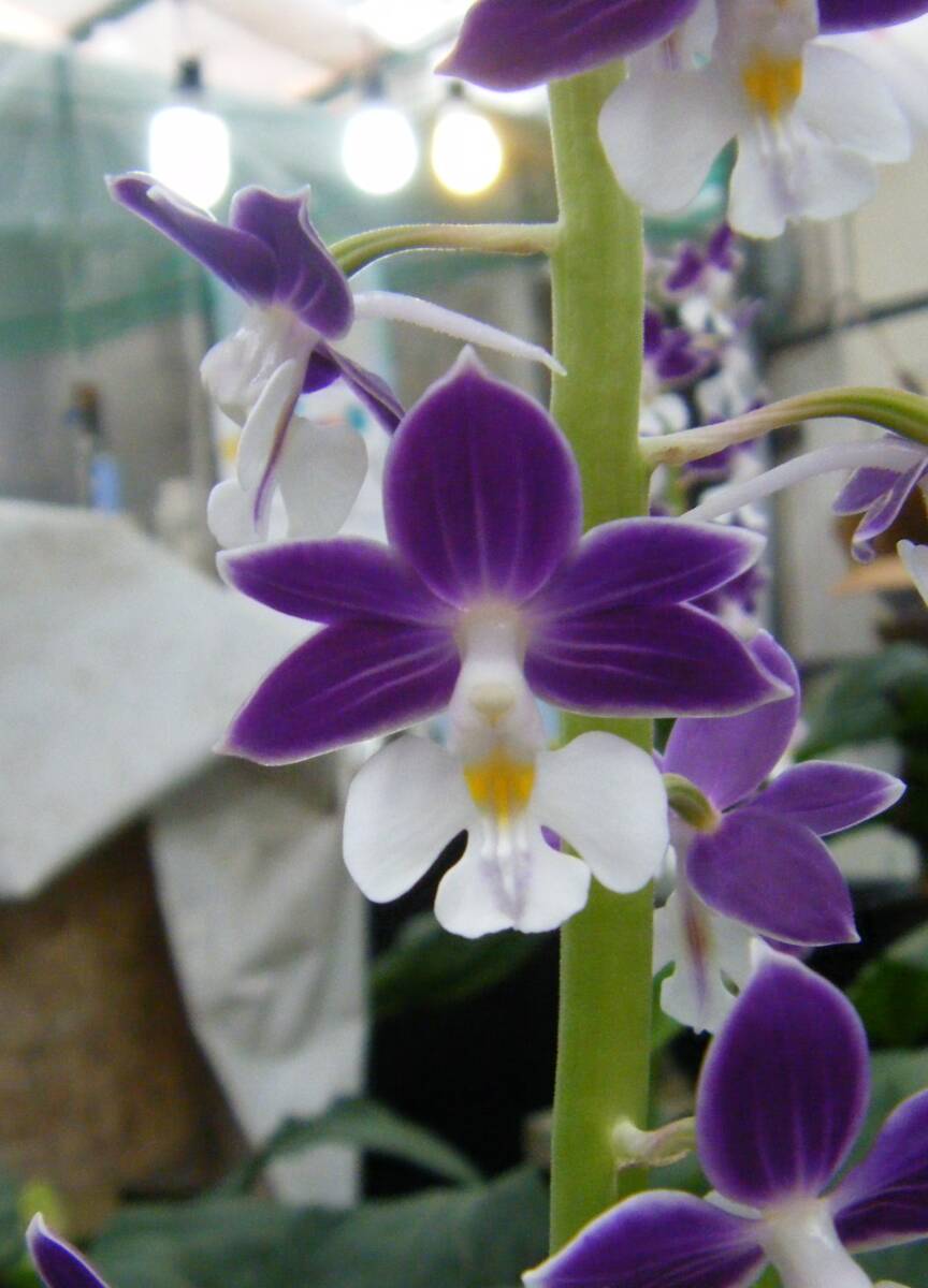 Yahoo!オークション - えびね(54)交配番号15－25 16－43 2ポ...