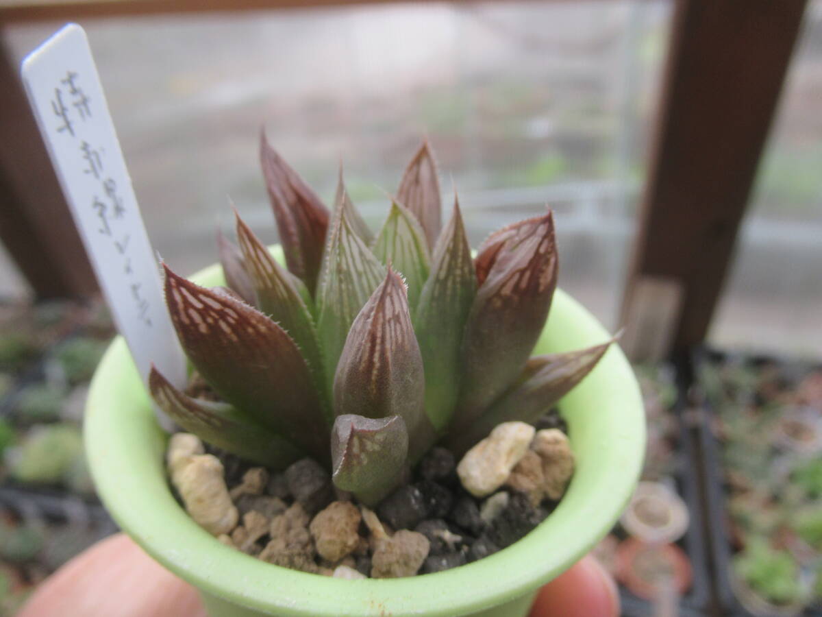 Yahoo!オークション - 多肉植物 ハオルチア 特赤線レイトニー