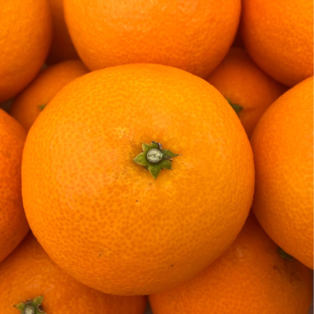 Yahoo!オークション - ①お得用 『常温発送』愛媛県産 紅まどんなL〜2L...