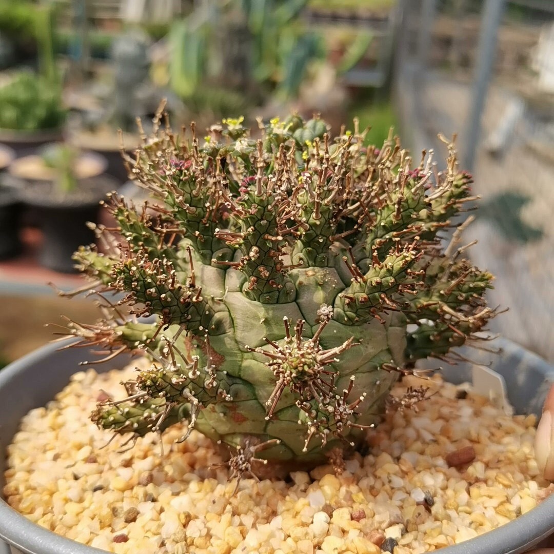 Yahoo!オークション - N32 サボテン Euphorbia decepta ユーフォルビア...