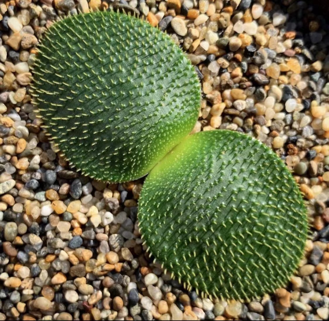 Yahoo!オークション - Q32 珍奇植物 日本初上陸 brunsvigia radul 南ア...