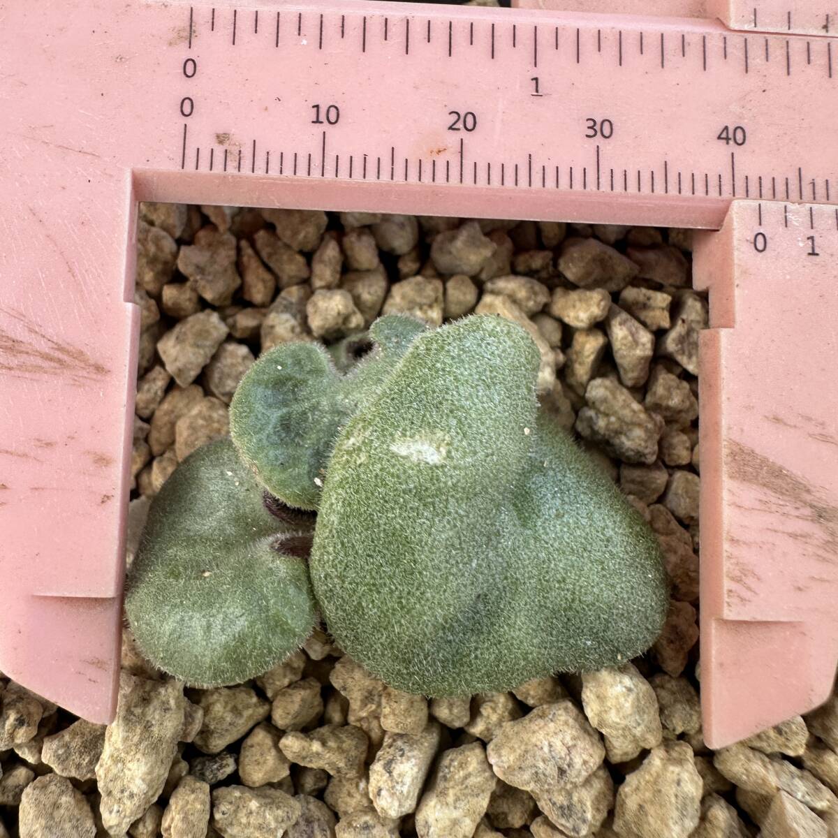 Yahoo!オークション - H46 Tylecodon singularis チレコドン シングラ...