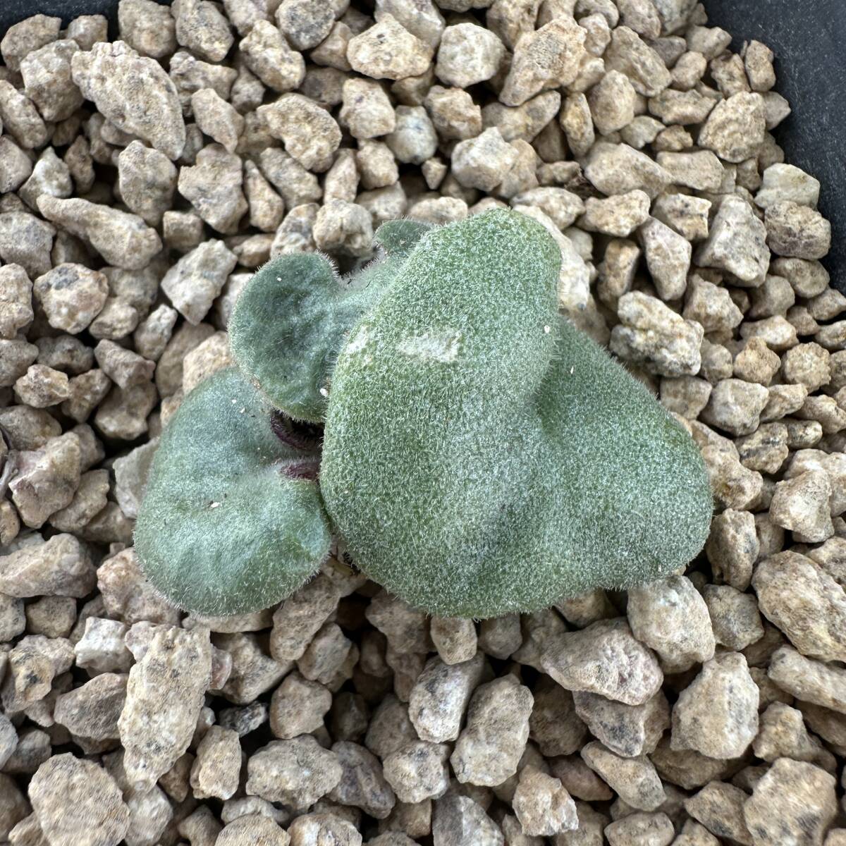 Yahoo!オークション - H46 Tylecodon singularis チレコドン シングラ...