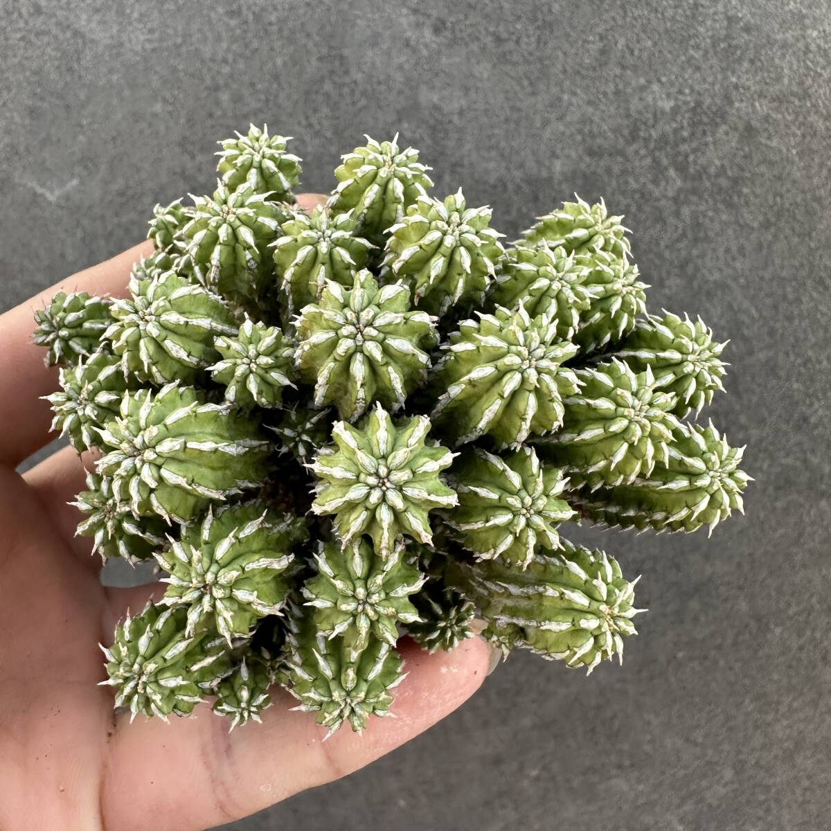 Yahoo!オークション - J45 珍奇塊根 Euphorbia sepulta / ユーフォルビ...