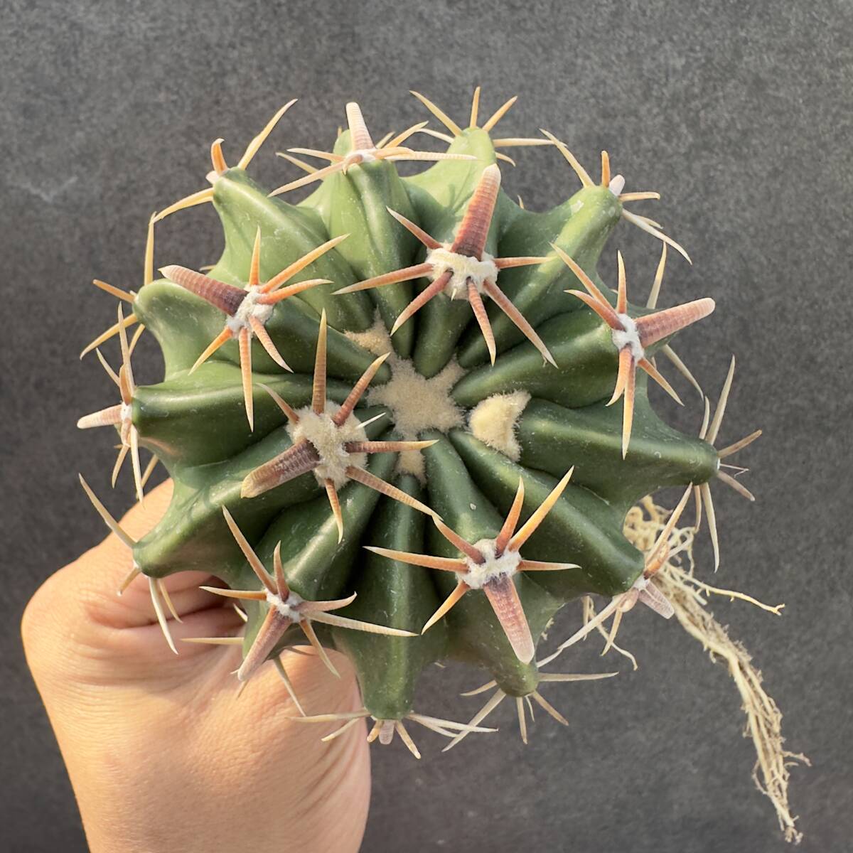 Yahoo!オークション - N42 サボテン 王綾波実生 短刺タイプ 大株