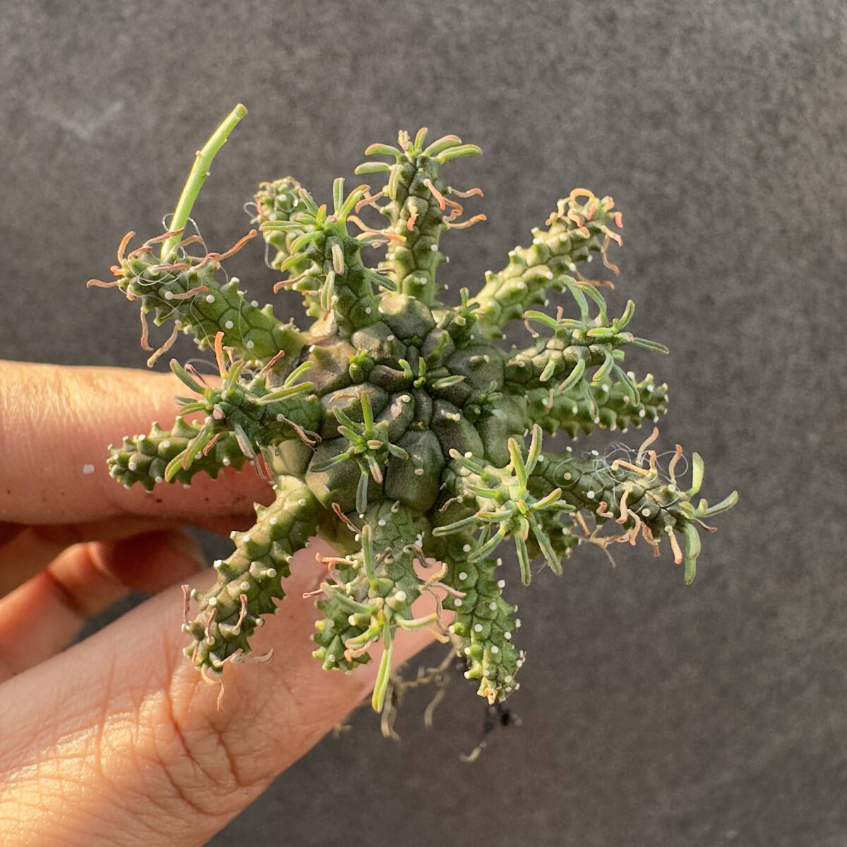 Yahoo!オークション - N43 ユーフォルビア ガムケンシス実生Euphorbia ...