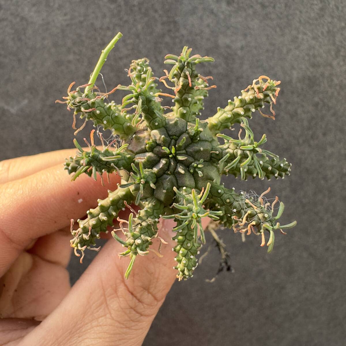 Yahoo!オークション - N43 ユーフォルビア ガムケンシス実生Euphorbia ...