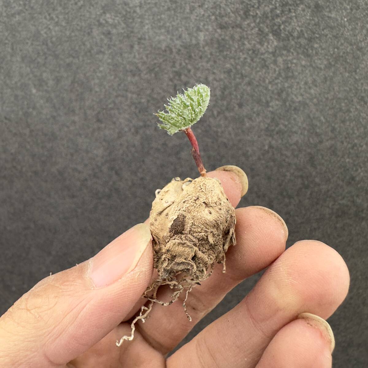 Yahoo!オークション - Q16 希少サボテン 霧氷玉 Eriospermum SP エリオ...