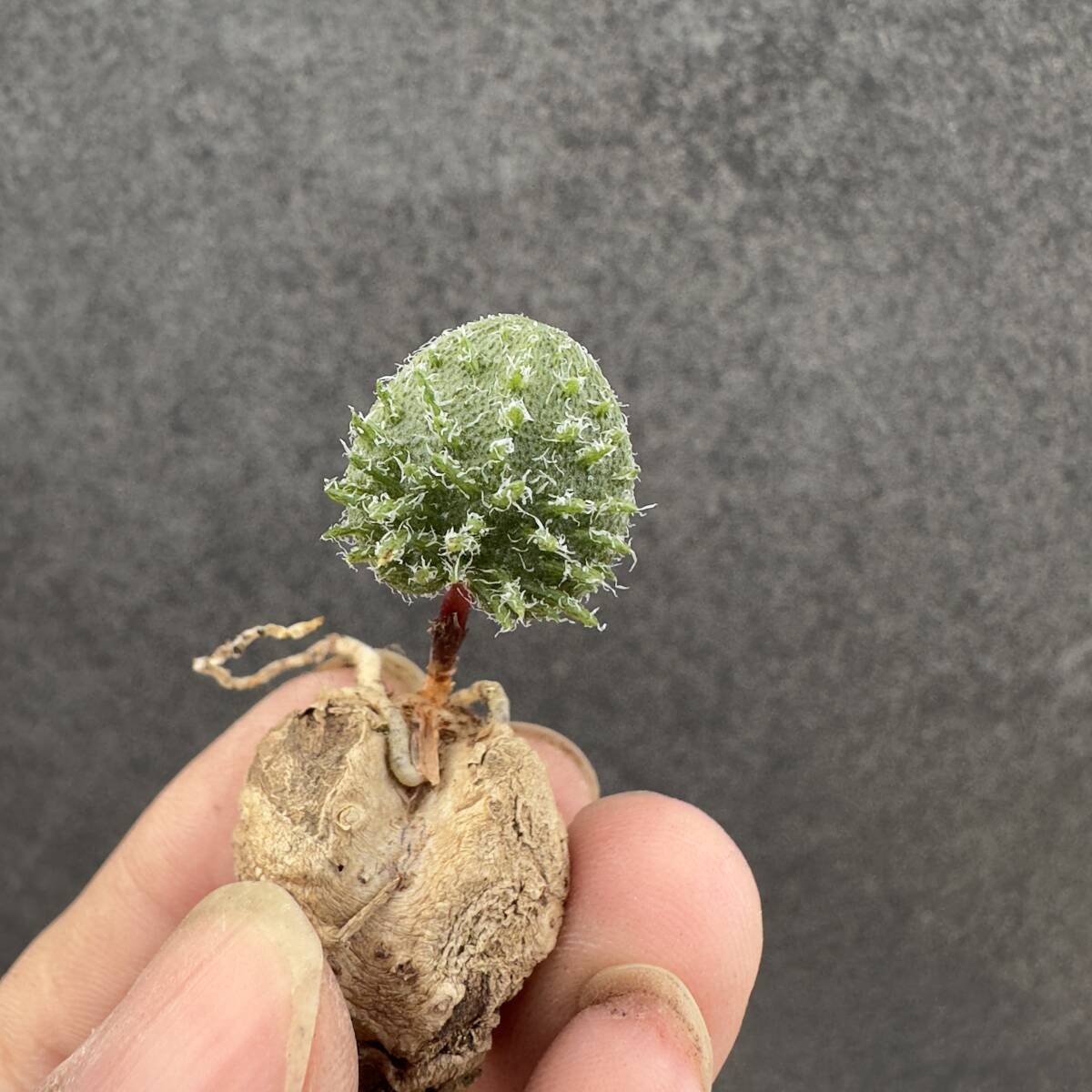 Yahoo!オークション - Q16 希少サボテン 霧氷玉 Eriospermum SP エリオ...