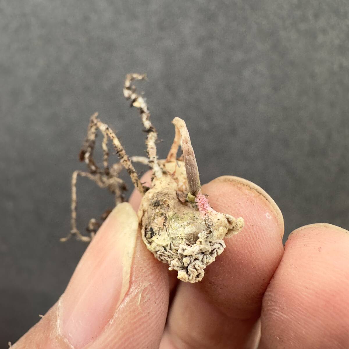 Yahoo!オークション - Q27 特選 珍奇植物 塊根植物 エリオスペルマム ...