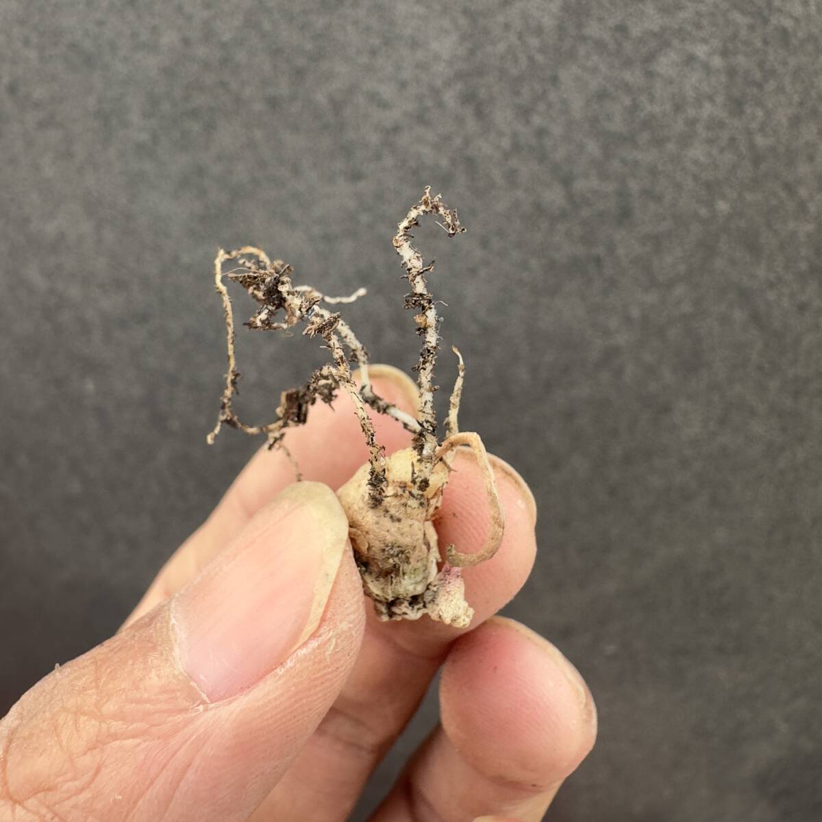 Yahoo!オークション - Q27 特選 珍奇植物 塊根植物 エリオスペルマム ...