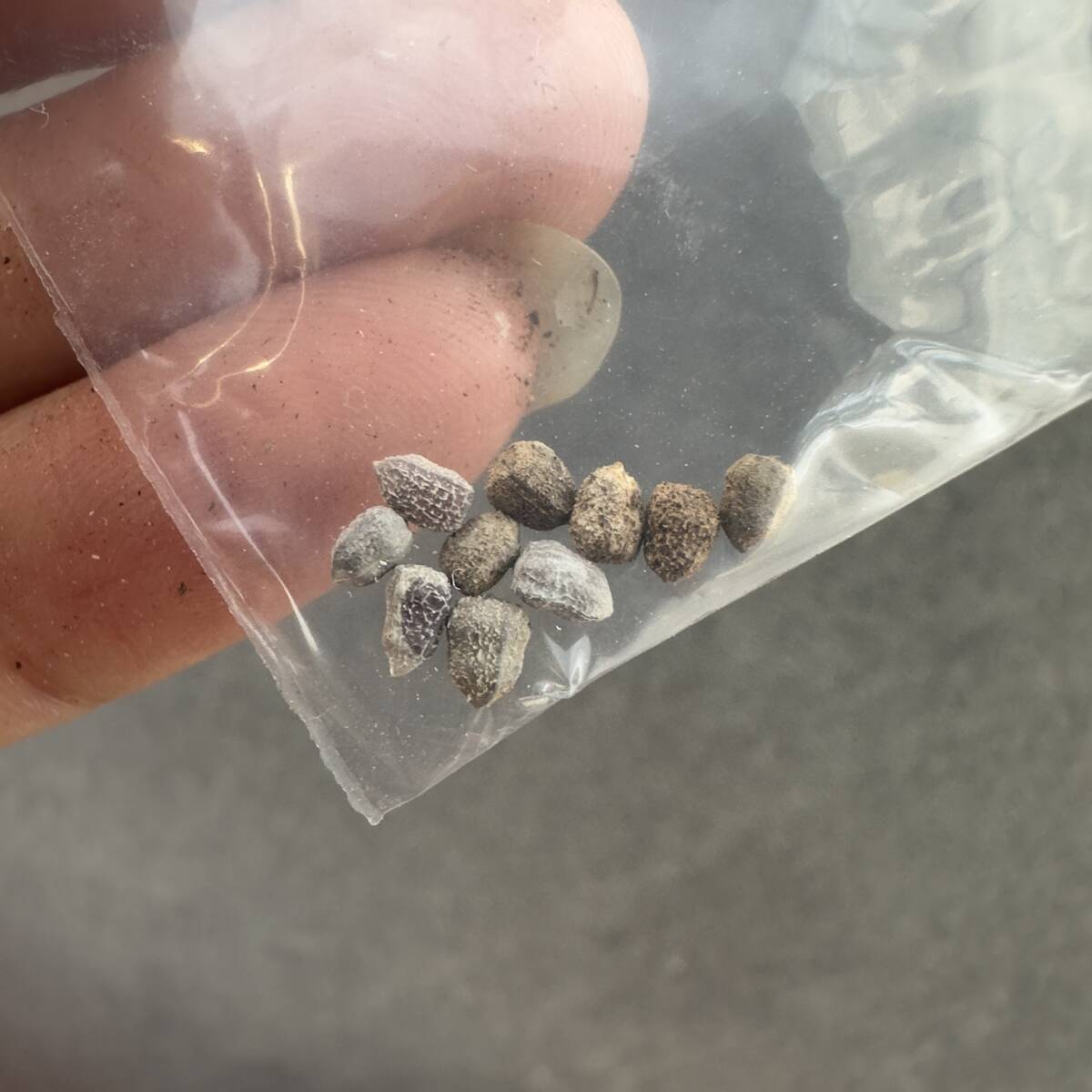 Yahoo!オークション - v17 サボテン Euphorbia decepta ユーフォルビア...