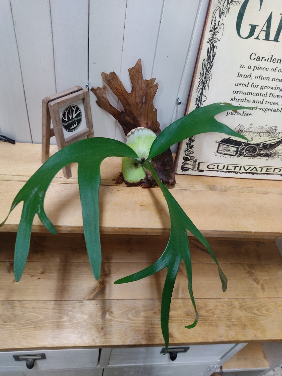 Yahoo!オークション - B054ビカクシダ プラティケリウム ウィリンキー ...