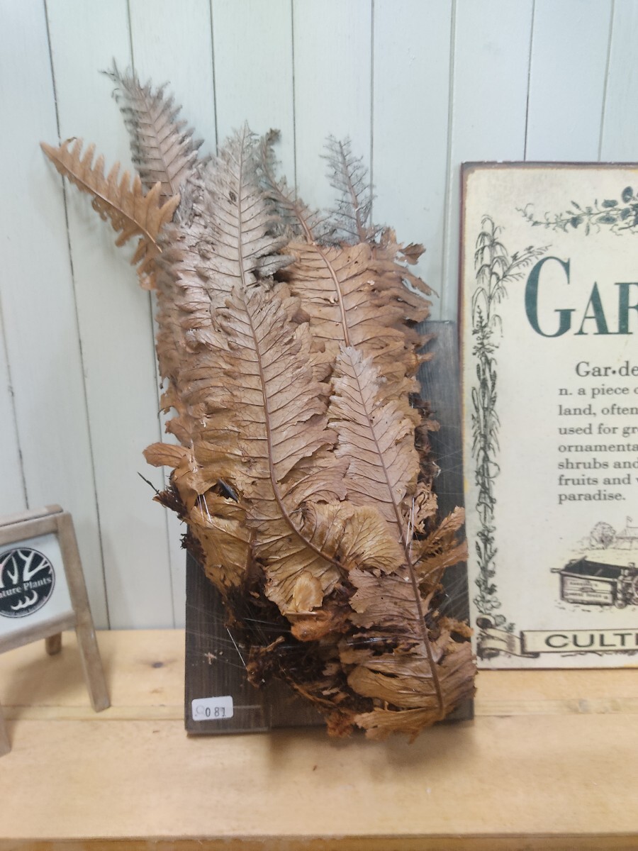 Yahoo!オークション - Q081超大株 ドリナリア リギデュラ 現地球 板付...