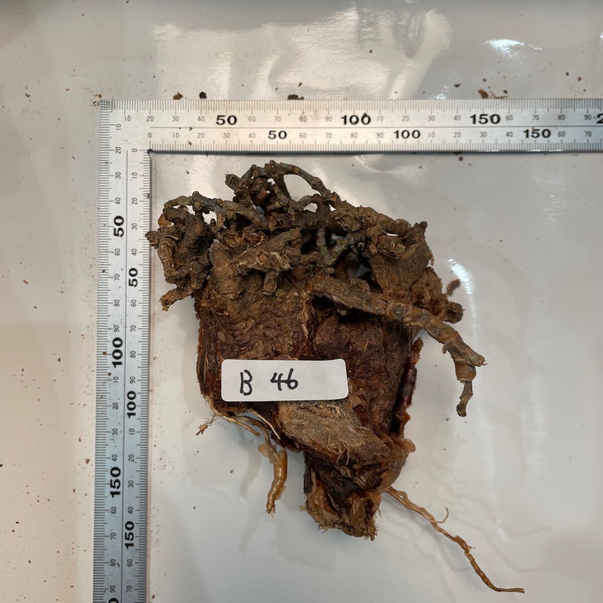 Yahoo!オークション - 【新着株】B046 ケラレア・ピグマエア 抜き苗 現...