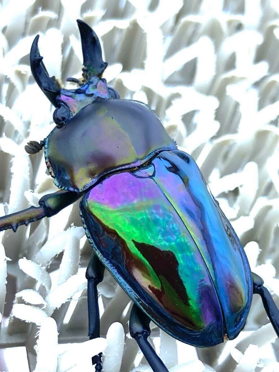 Yahoo!オークション - 525 特G×特G CBF2 幼虫4頭 ニジイロクワガタ