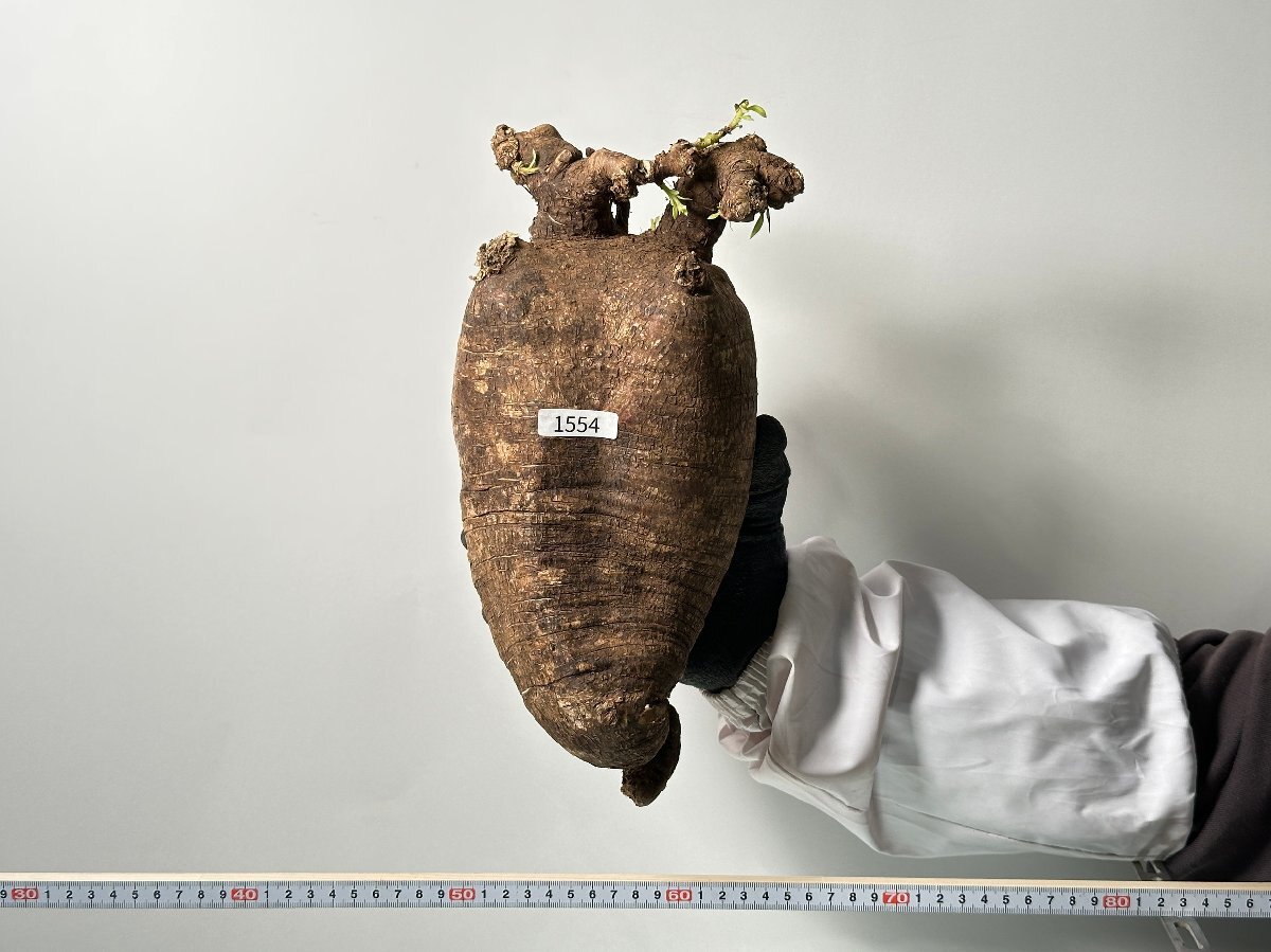 Yahoo!オークション - T1554 Pachypodium bispinosum パキポディウム ...