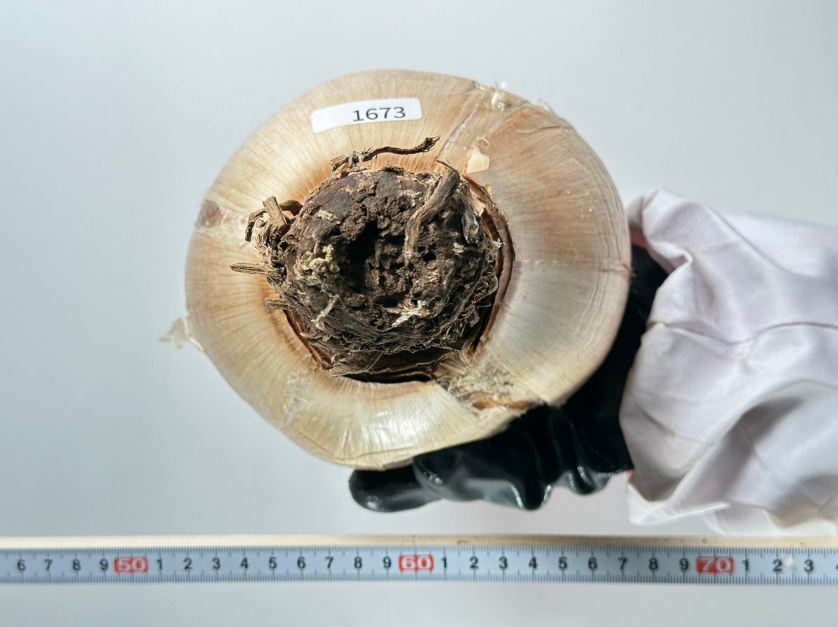 Yahoo!オークション - T1673 Boophane Haemanthoides ブーファン ハエ...