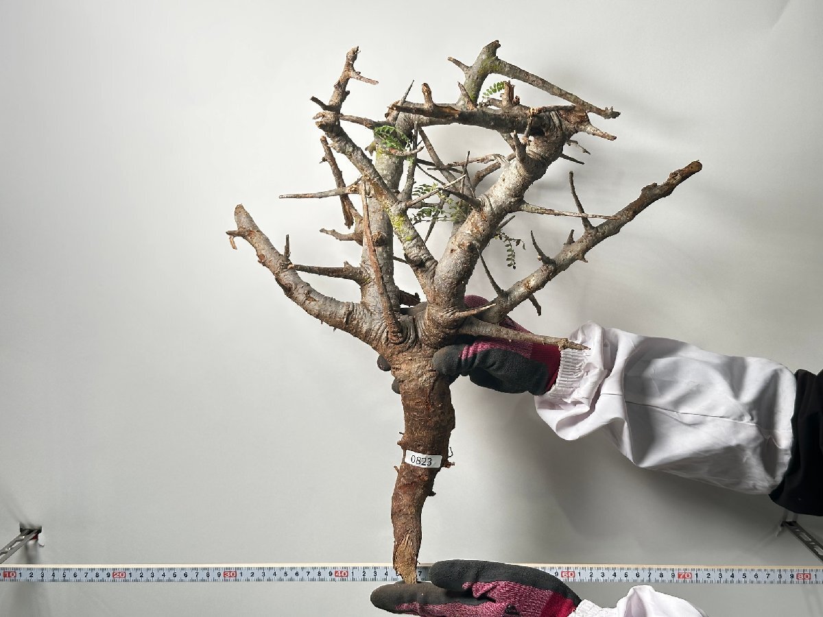 Yahoo!オークション - T0823 Boswellia neglecta ボスウェリア ネグレ...