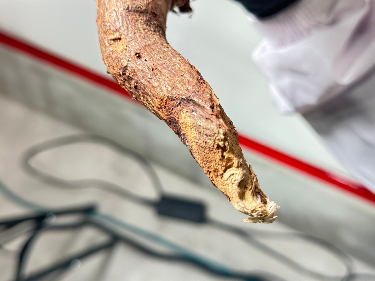 Yahoo!オークション - T0823 Boswellia neglecta ボスウェリア ネグレ...