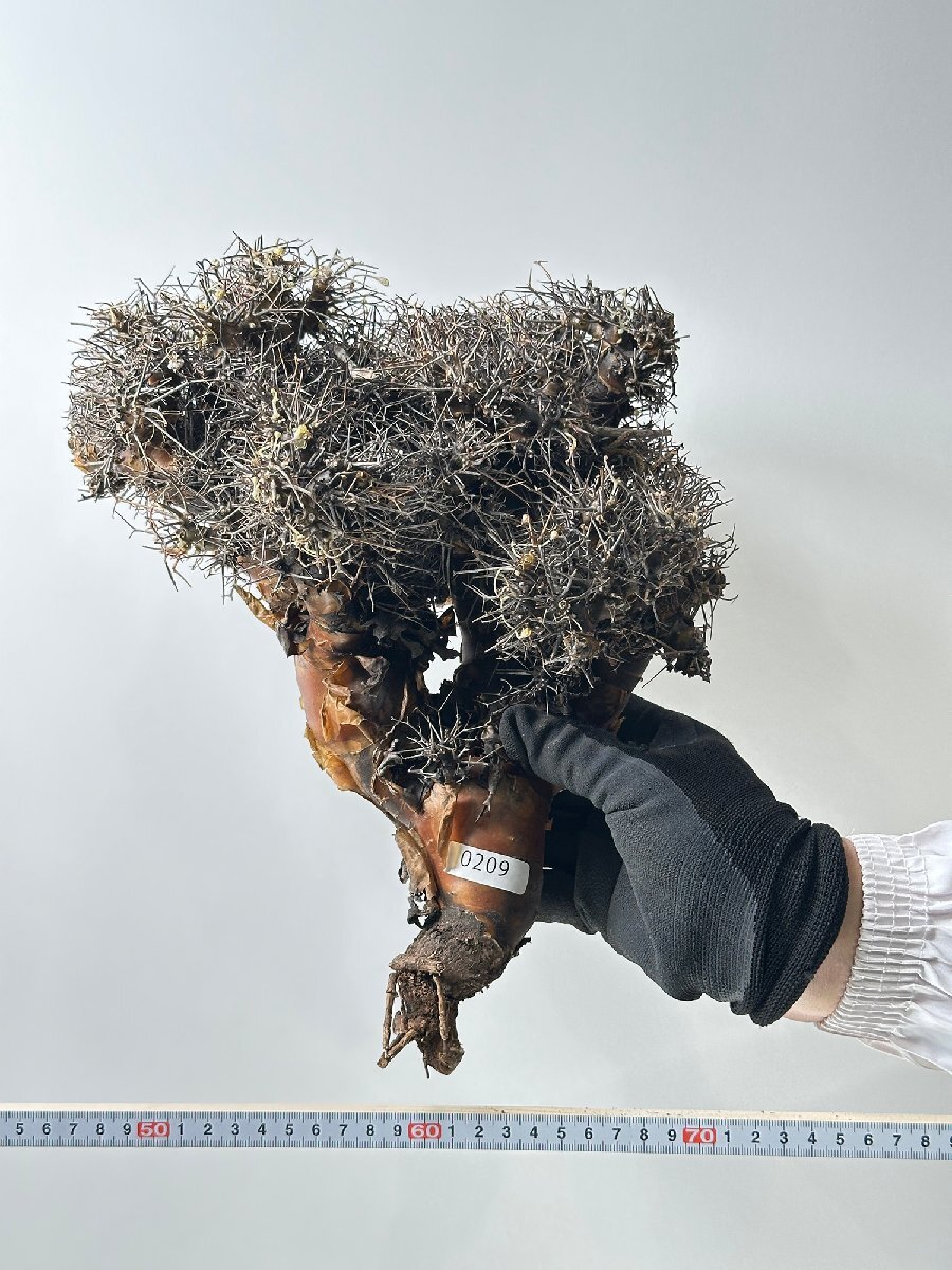 Yahoo!オークション - T0209 Othonna euphorbioides オトンナ ユーフォ...