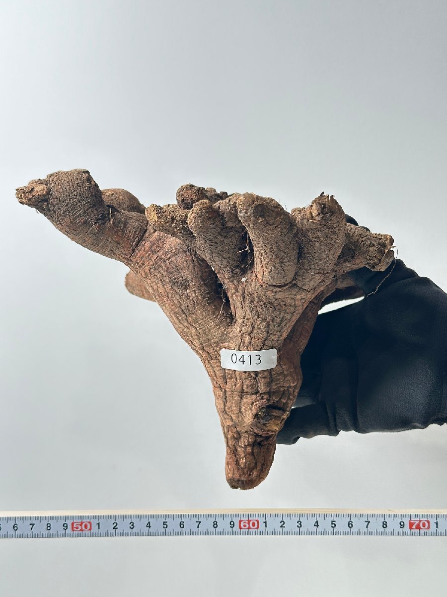 Yahoo!オークション - T0413 Euphorbia crispa ユーフォルビア クリス...