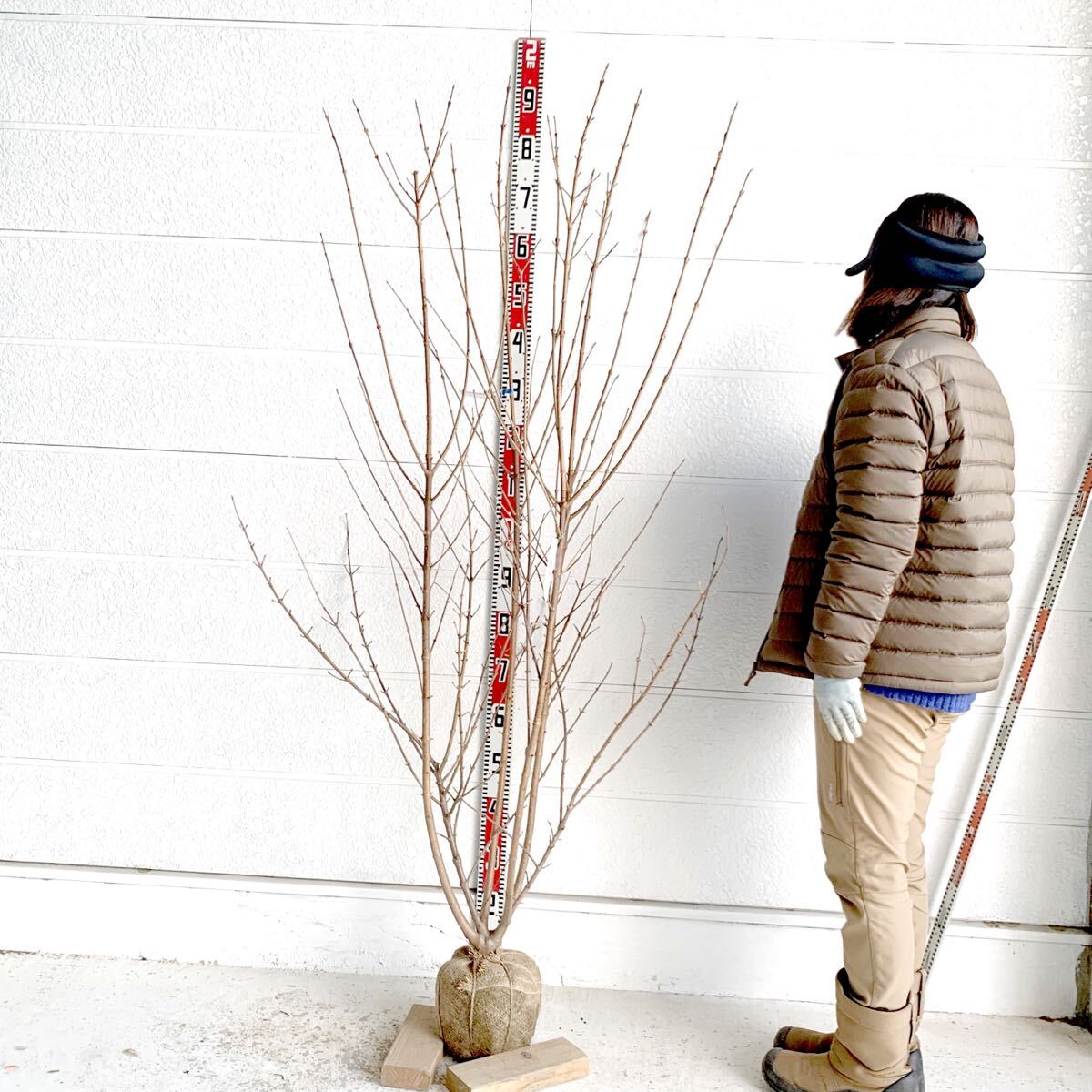 Yahoo!オークション - オオデマリ 樹高 約180cm 【苗木 白花 大手毬 落...