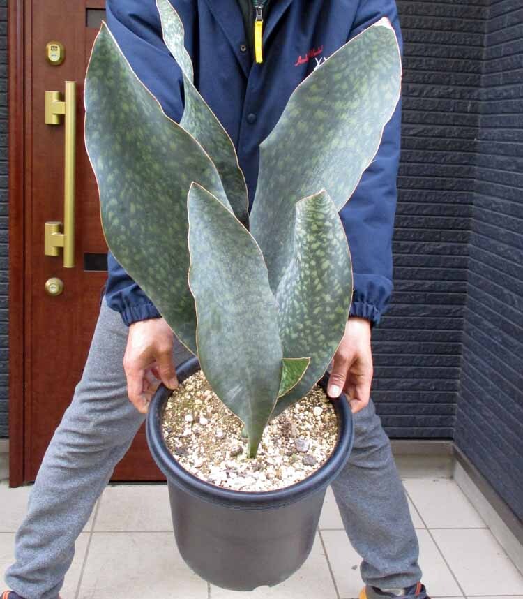 現品 サンスベリア グランディス 9号鉢 2T番(観葉植物)｜売買されたオークション情報、yahooの商品情報をアーカイブ公開 - オークファン（aucfan.com）