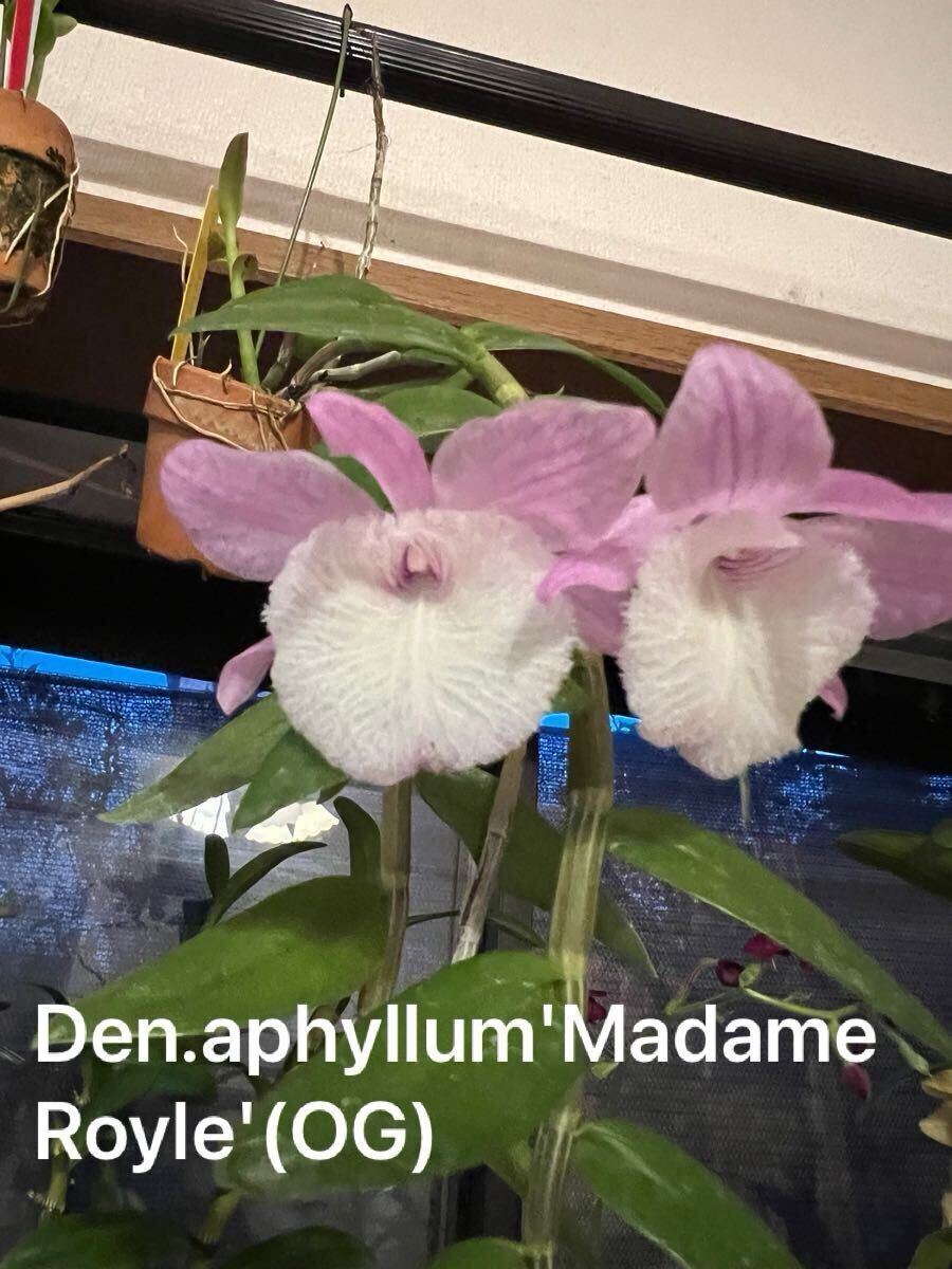 Yahoo!オークション - 【洋ランR6-235 237】デンドロビューム2株セット...