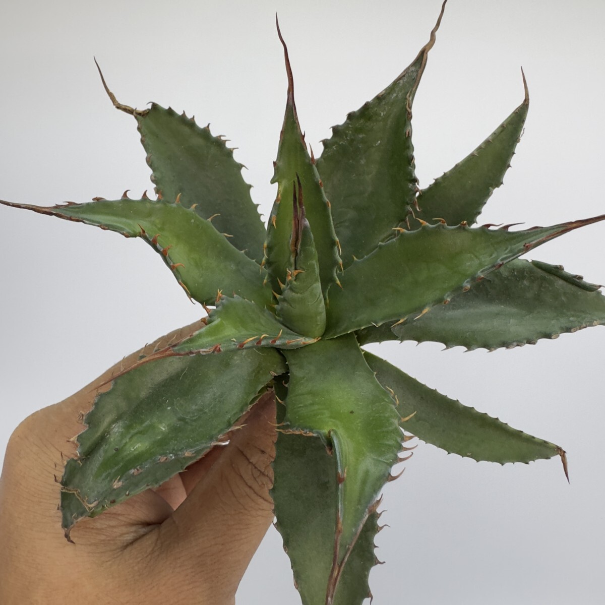 Yahoo!オークション - D72 アガベ ジェントリージョーズ