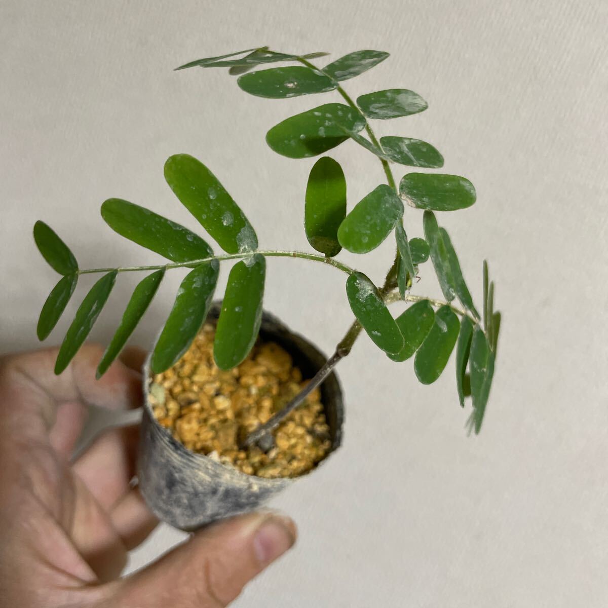 Yahoo!オークション - タマリンド苗 Y13 タマリンドの苗木