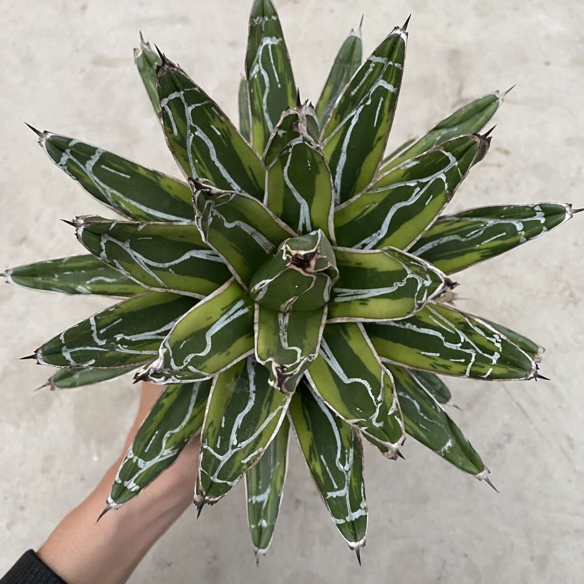 Yahoo!オークション - 【秘境】b93 特選多肉植物 アガベ 笹の雪 黄虎斑...