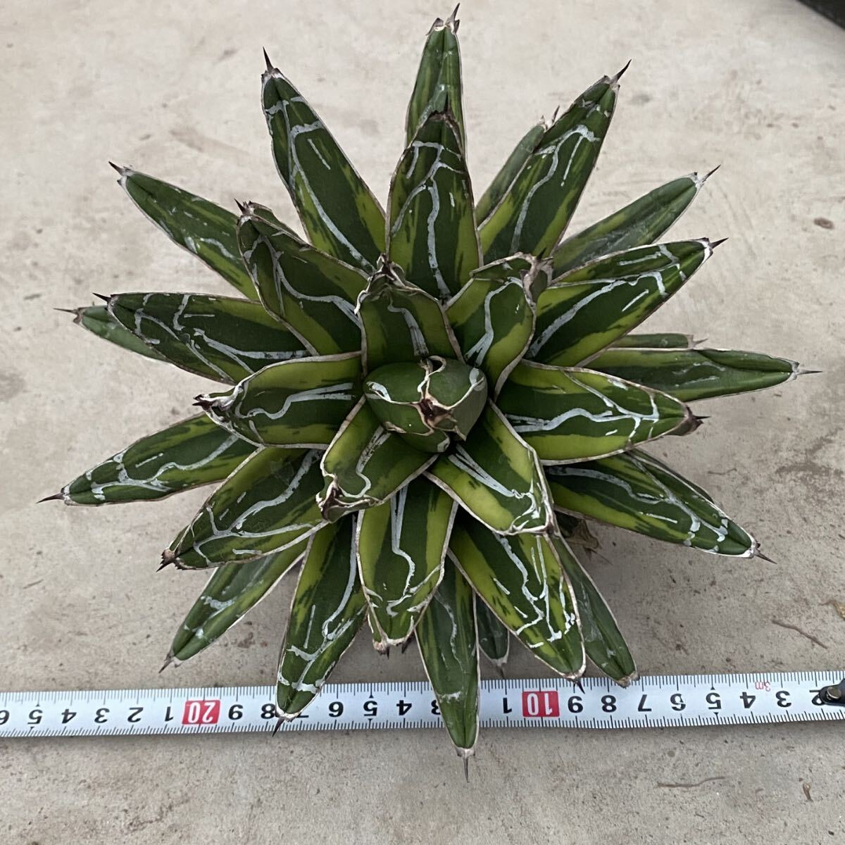 Yahoo!オークション - 【秘境】b93 特選多肉植物 アガベ 笹の雪 黄虎斑...