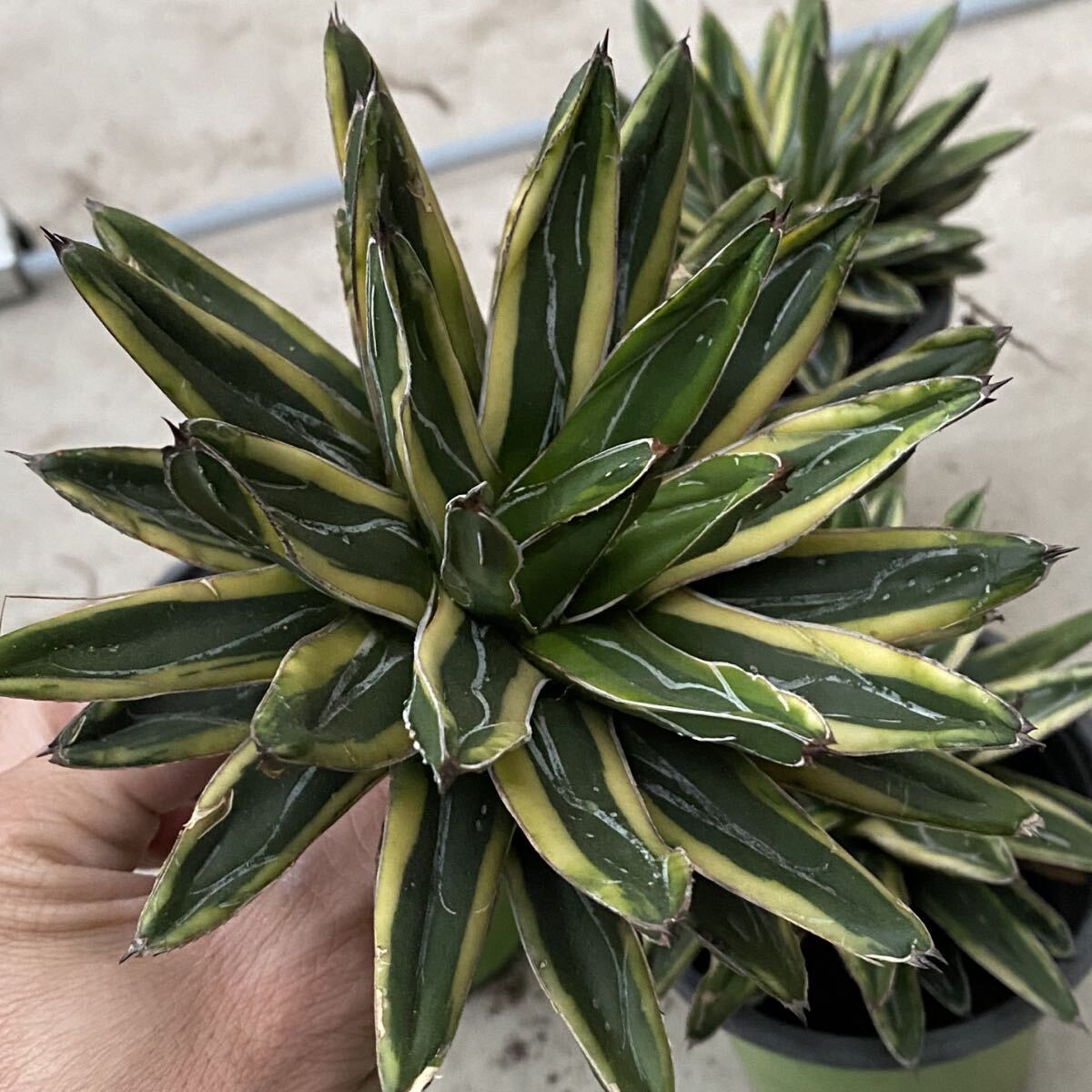 Yahoo!オークション - 【秘境】b94 特選 多肉植物 アガベ 羽斑笹の雪 ...