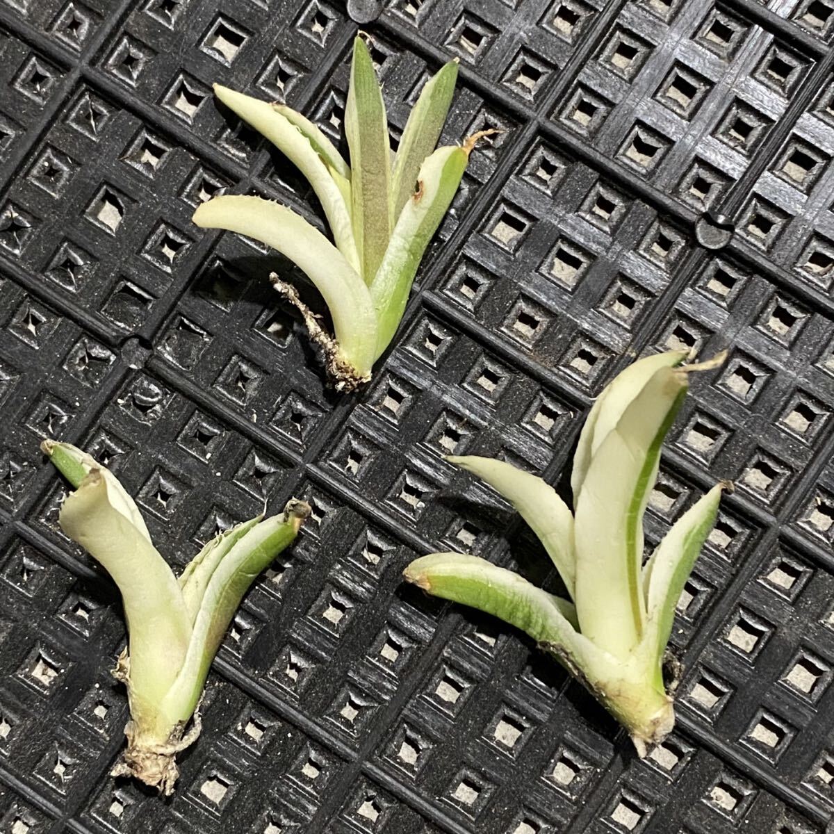 Yahoo!オークション - 【秘境】b99 特選 多肉植物アガベ チタノタ スナ...