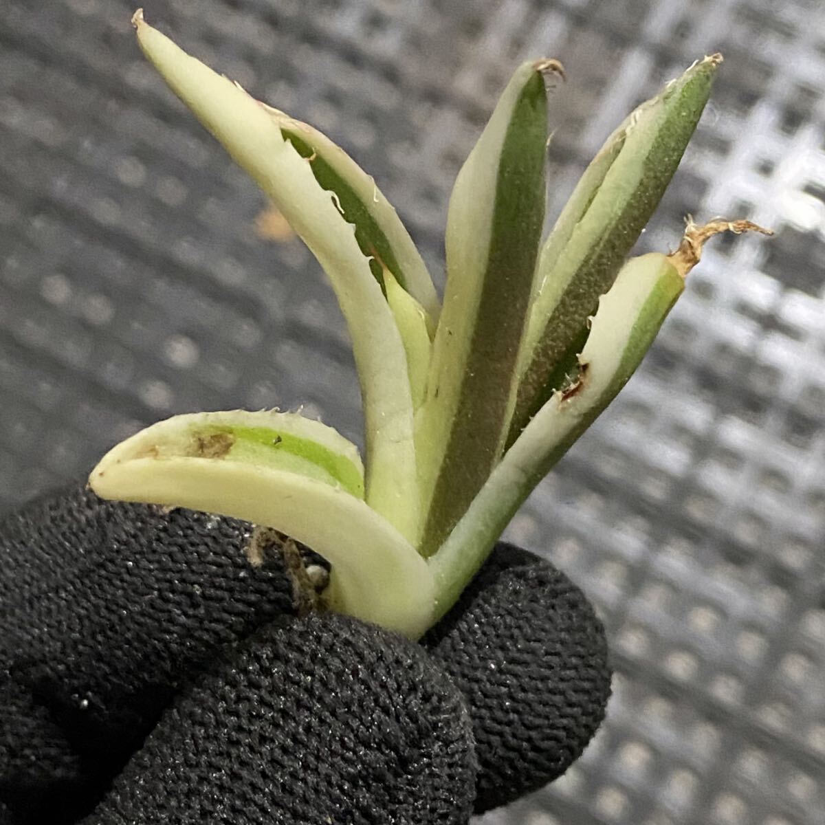 Yahoo!オークション - 【秘境】b99 特選 多肉植物アガベ チタノタ スナ...