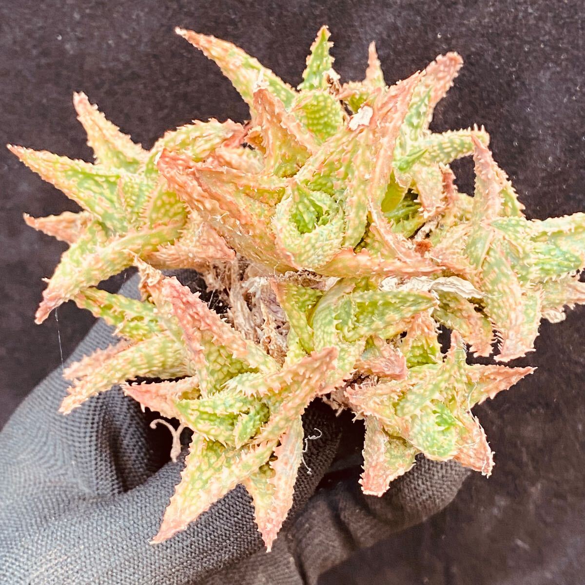 特選 Yh72 多肉植物 実生選抜 アロエ ハイブリッド Aloe hyb 10頭(アロエ)｜売買されたオークション情報、yahooの商品情報をアーカイブ公開 - オークファン（aucfan.com）