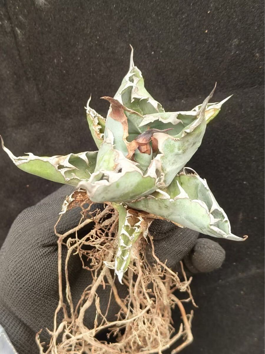 Yahoo!オークション - 【秘境】b8 特選 多肉植物 アガベ チタノタ BB ...