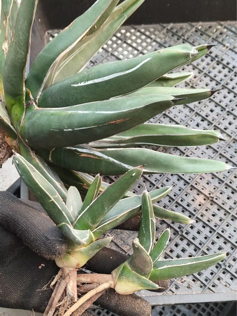 Yahoo!オークション - 【秘境】b66 特選多肉植物 アガベ デブニッケル...