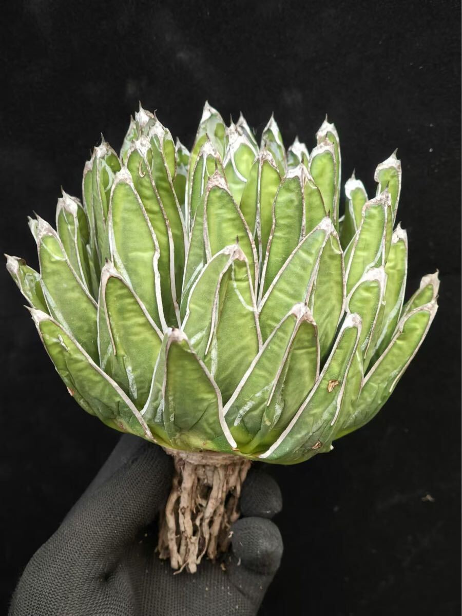 Yahoo!オークション - 【秘境】b86 特選 多肉植物アガベ 丸い叶笹の雪 ...