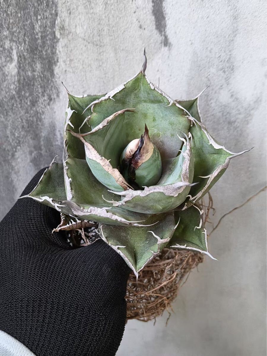 Yahoo!オークション - 【秘境】c49 特選 多肉植物実生の新品 アガベ チ...