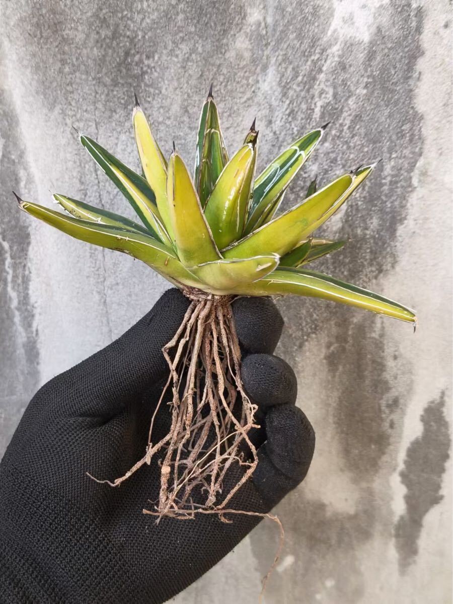 Yahoo!オークション - 【秘境】c69 特選 新種の先発です 貴重な希少種...