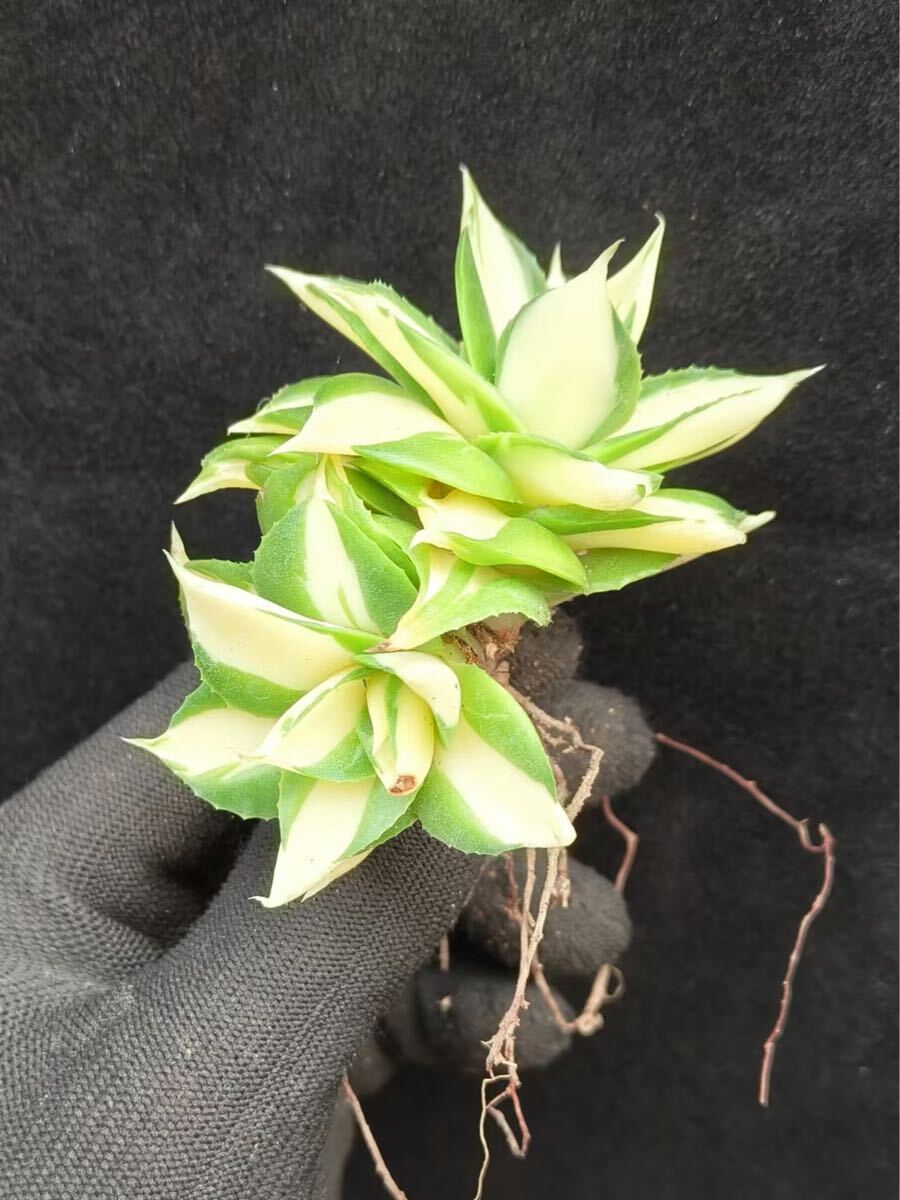 Yahoo!オークション - 【秘境】e76 特選 多肉植物アガベ 王妃雷神 黄中...