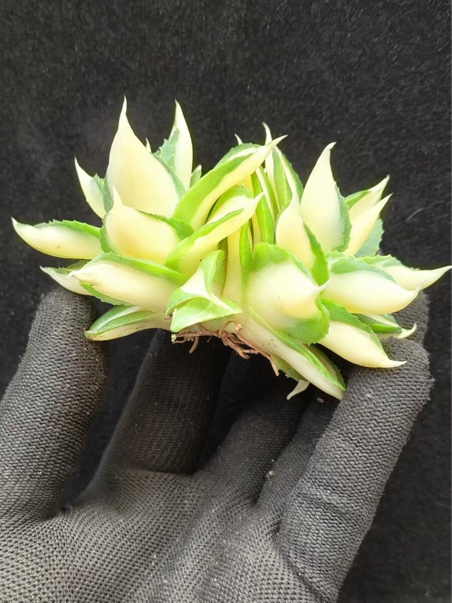 Yahoo!オークション - 【秘境】e77 特選 多肉植物アガベ 王妃雷神 黄中...