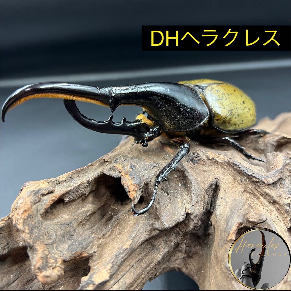Yahoo!オークション - DHヘラクレス♂単141mmヘラクレスオオカブト ヘ...