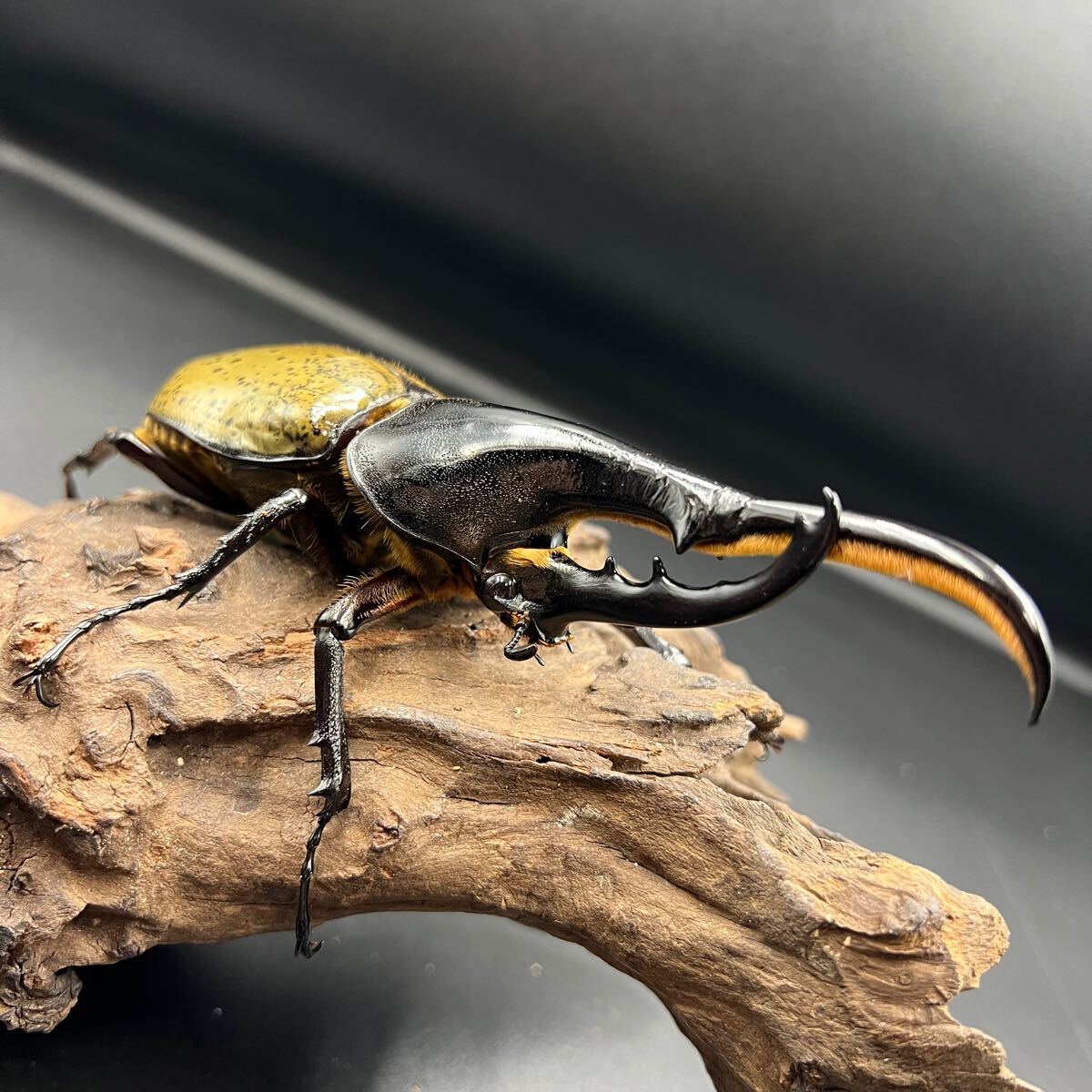 Yahoo!オークション - DHヘラクレス♂単141mmヘラクレスオオカブト ヘ...