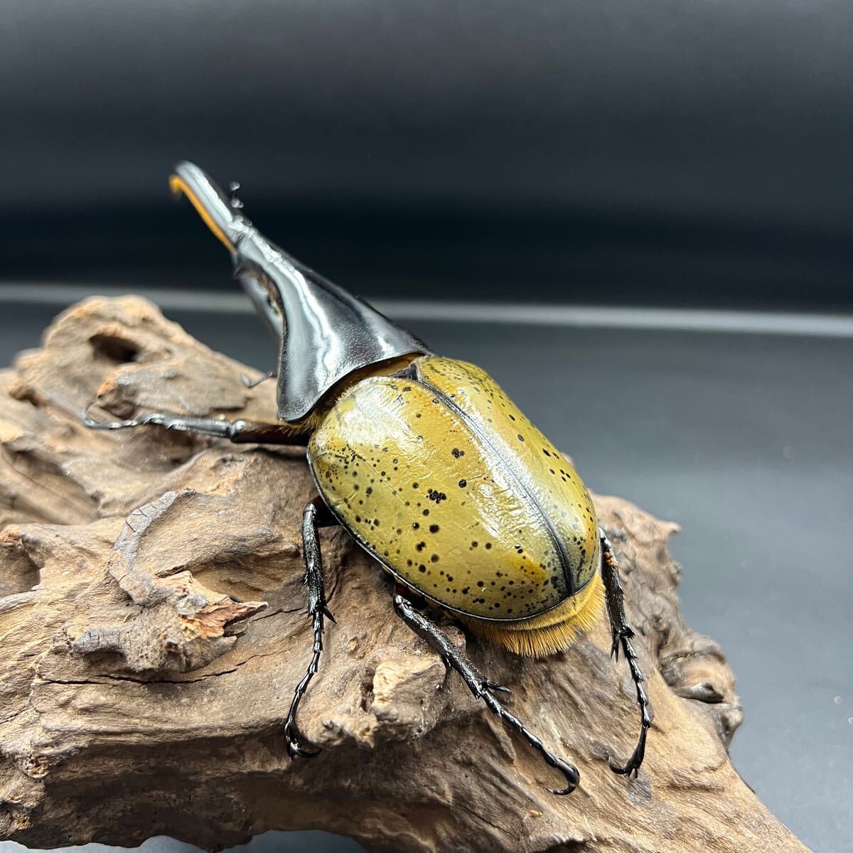 Yahoo!オークション - DHヘラクレス♂単141mmヘラクレスオオカブト ヘ...