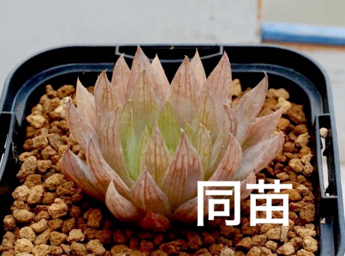 Yahoo!オークション - オキュラータ H.oculata IB13705 2 km from entr...