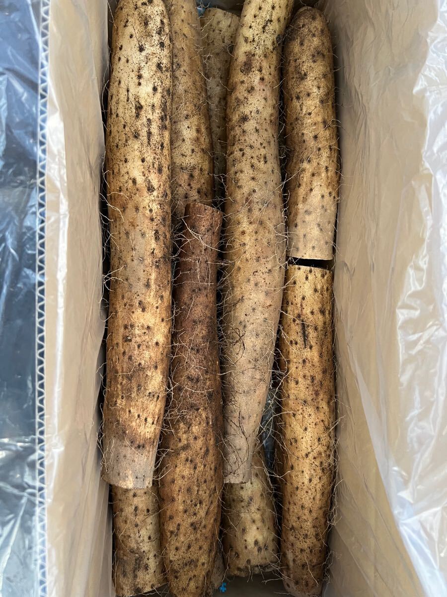 Yahoo!オークション - 訳あり 長芋 10kg