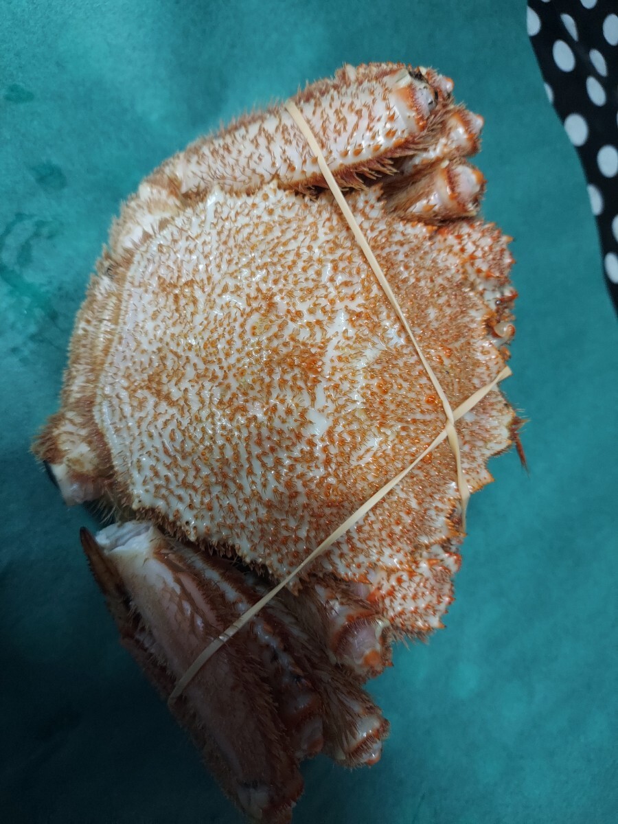 Yahoo!オークション - 若毛がに230~250g位1匹698円即決